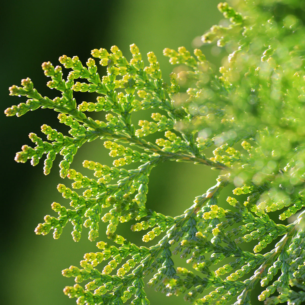 Hinoki Leaf Essential Oil – WAZA NYC