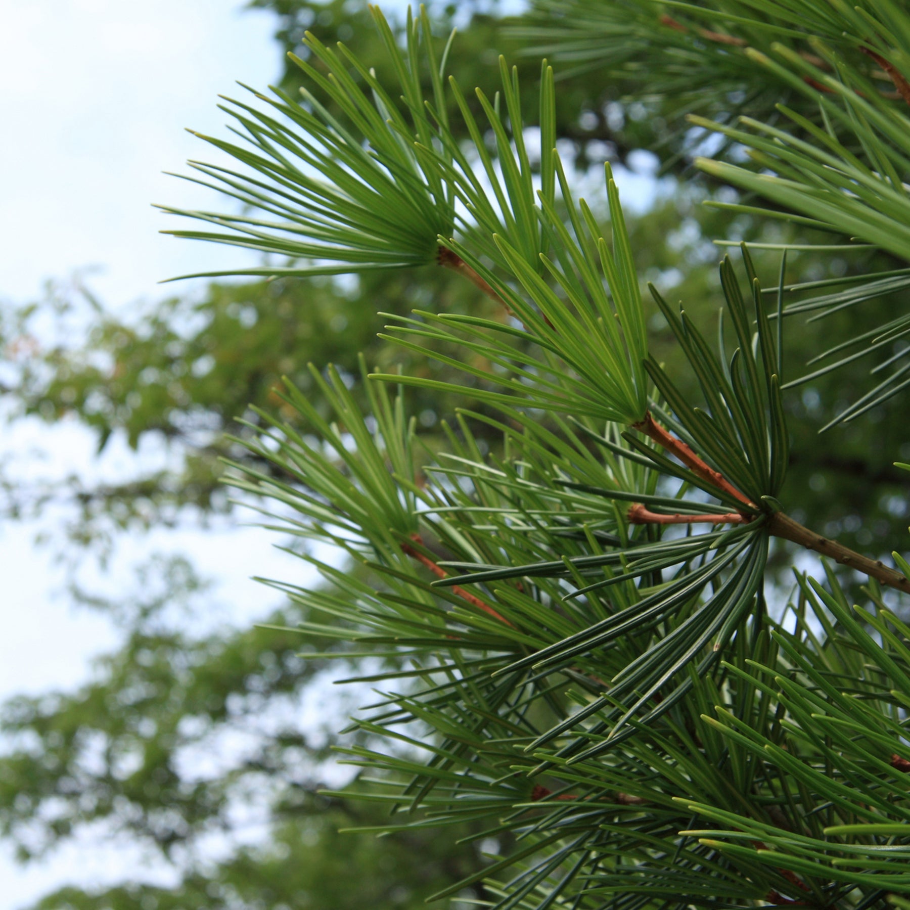 Koyamaki Essential Oil – WAZA NYC