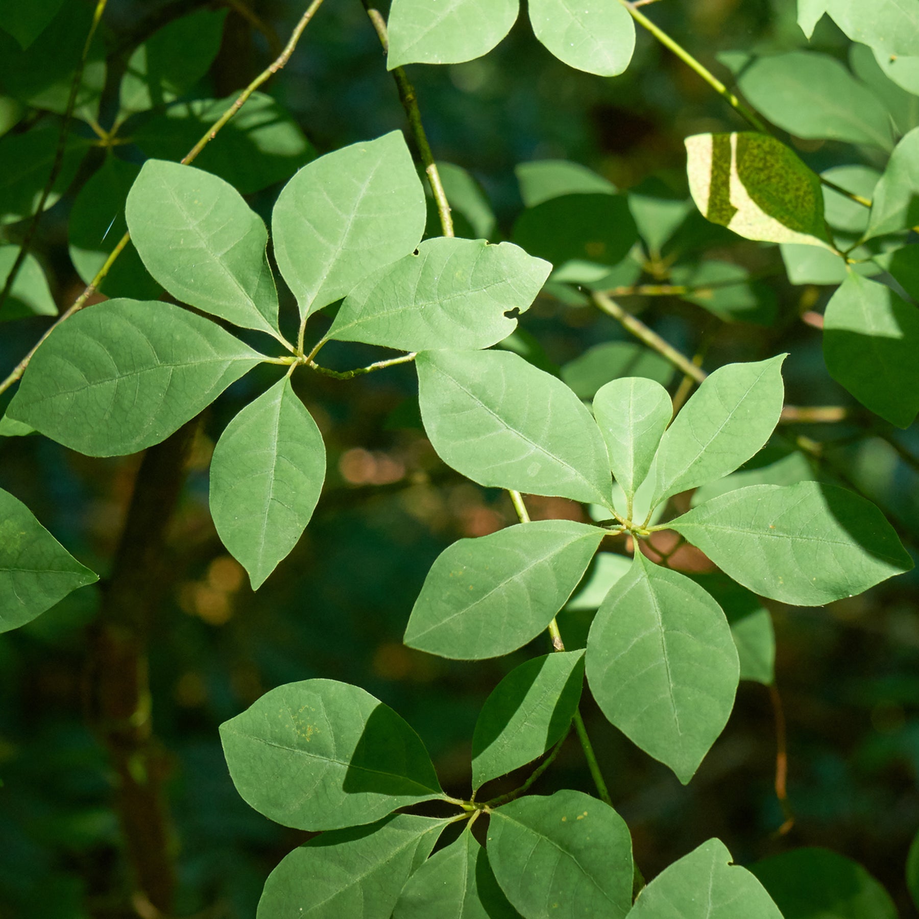 Kuromoji Essential Oil – WAZA NYC